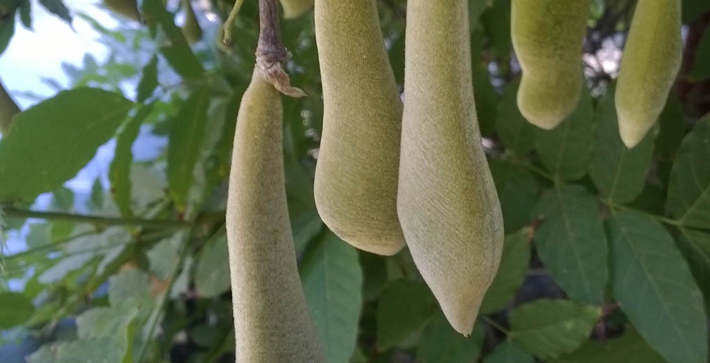 Wisteria Pods Davis CA – So Much to See